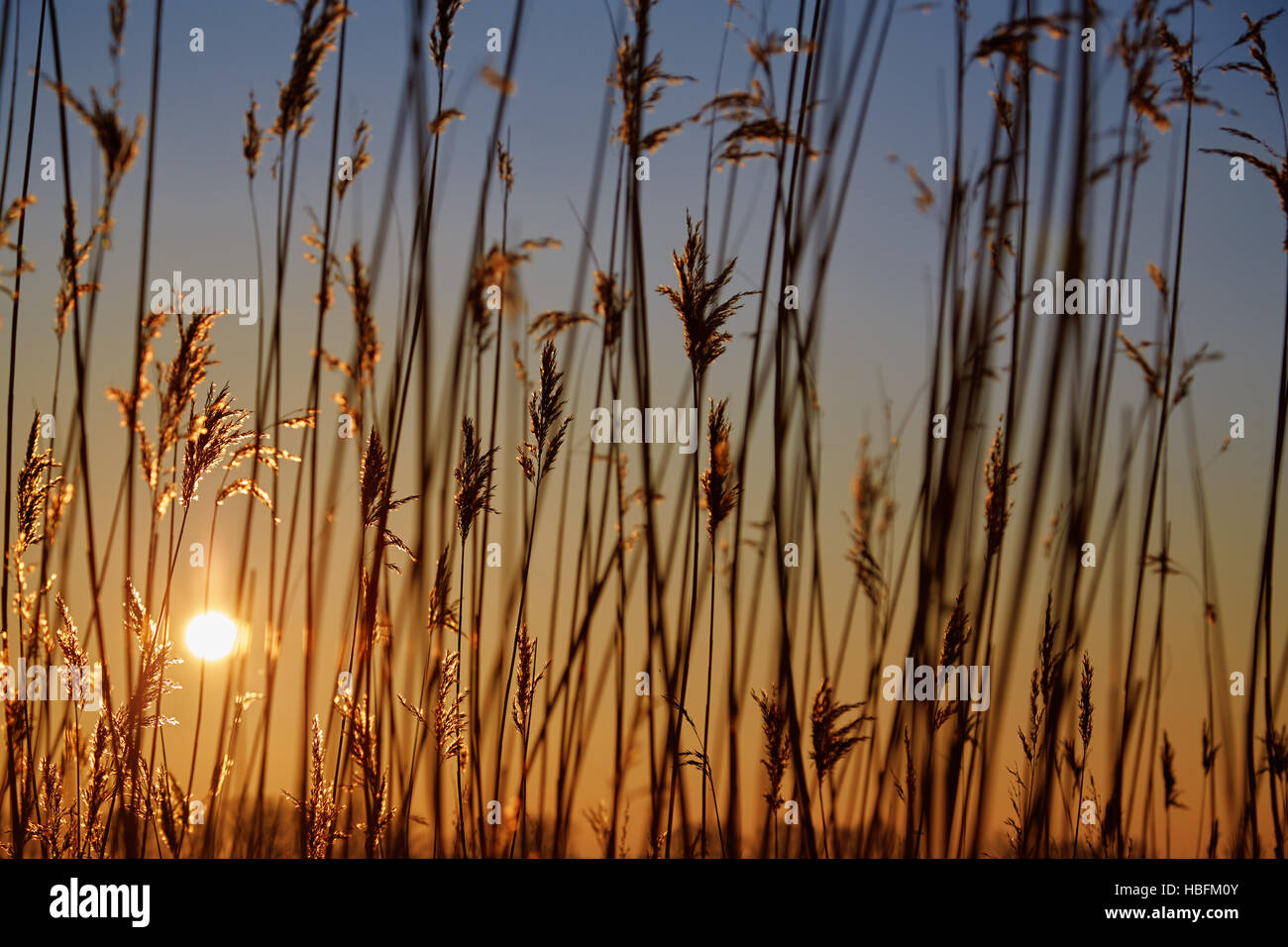 Sunset grass hi-res stock photography and images - Alamy