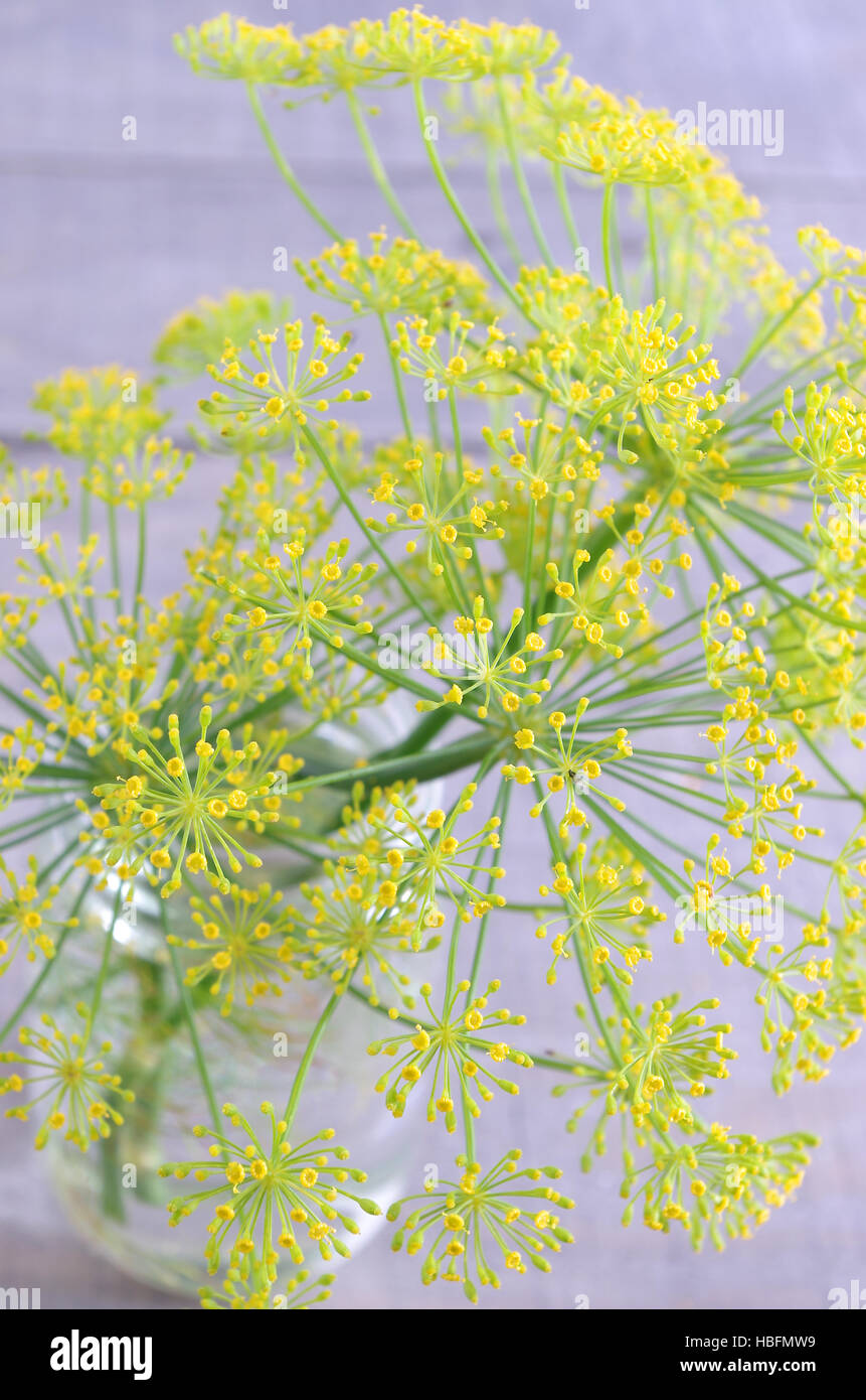 Dillweed hi-res stock photography and images - Alamy