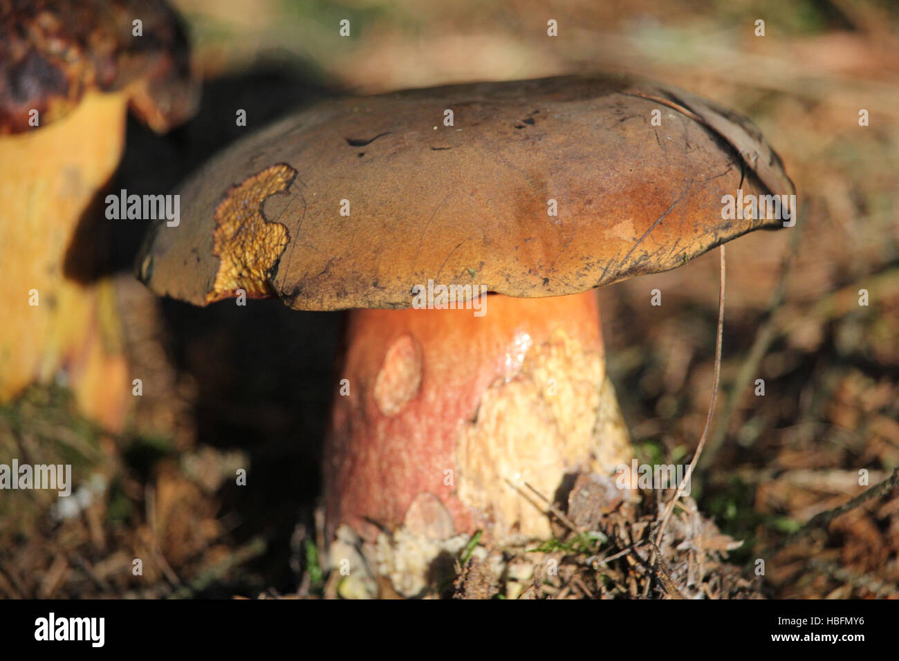 Neoboletus luridiformis hi-res stock photography and images - Alamy
