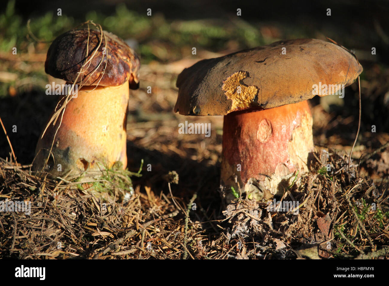 Neoboletus luridiformis hi-res stock photography and images - Alamy
