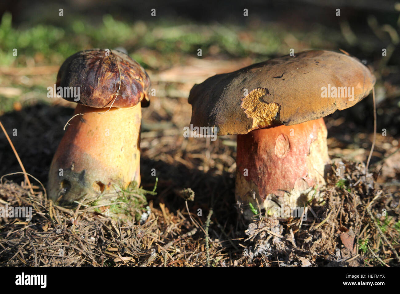 Neoboletus luridiformis hi-res stock photography and images - Alamy