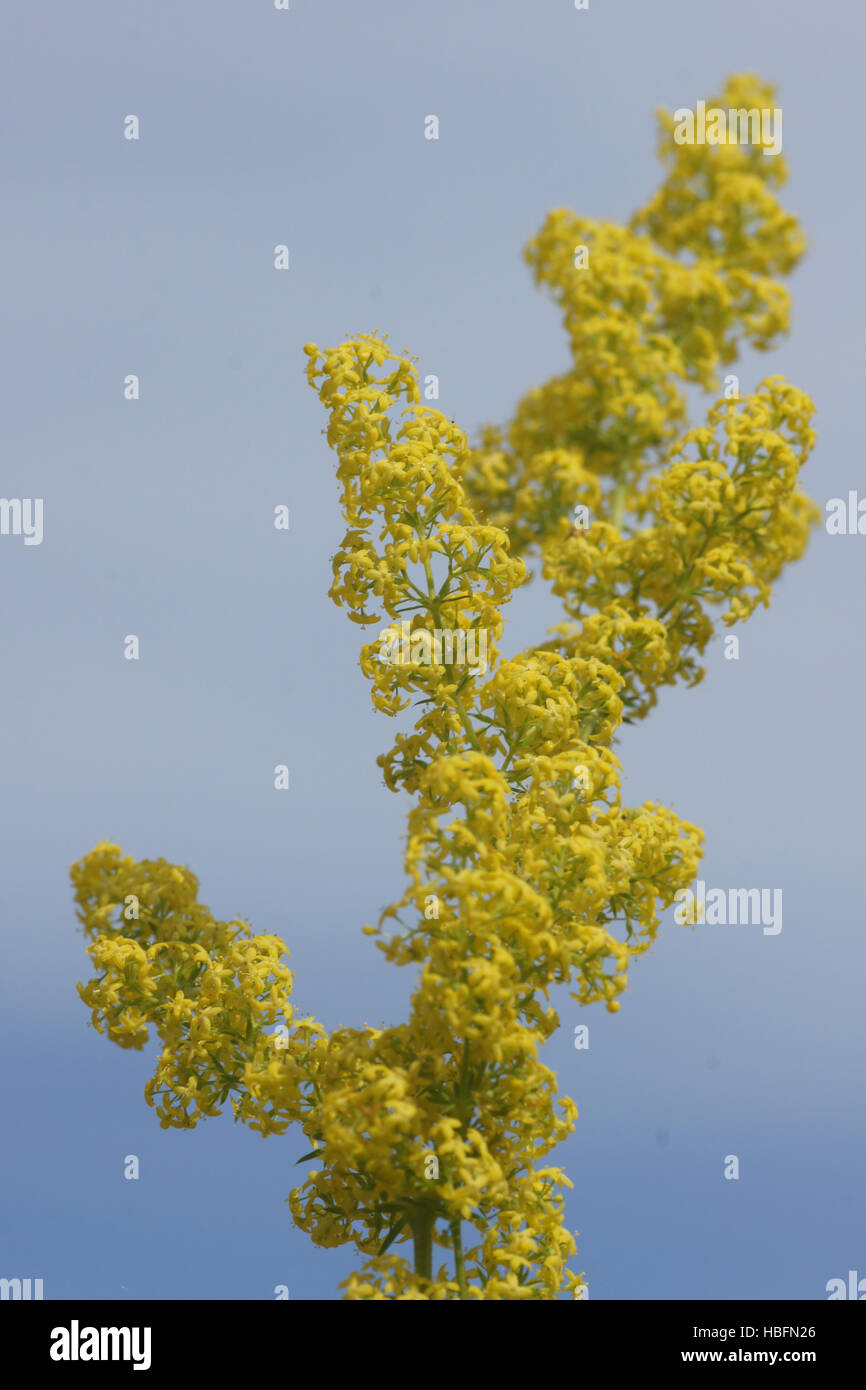 Galium verum, Yellow bedstraw Stock Photo - Alamy
