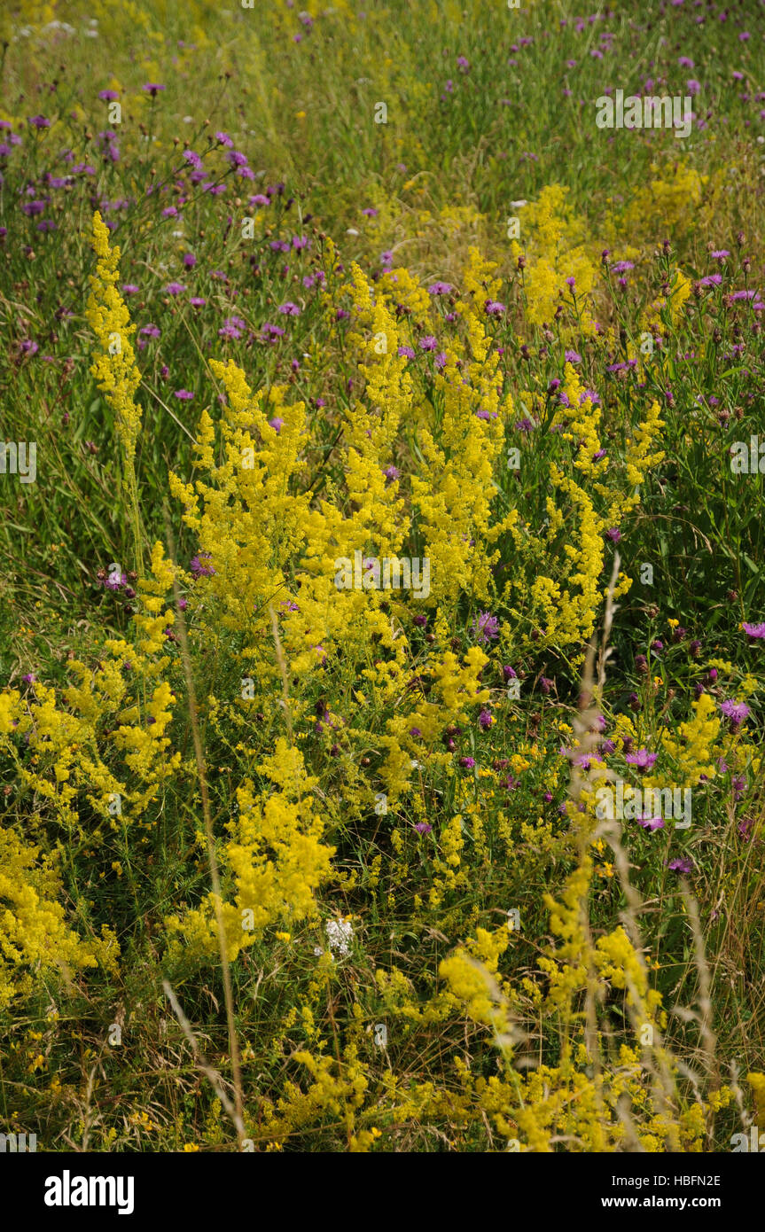 Galium verum, Yellow bedstraw Stock Photo - Alamy