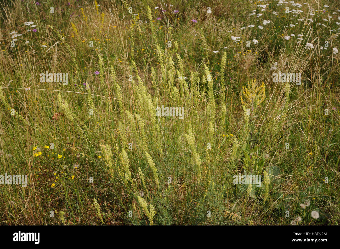 Reseda luteola, Yellow mignonette Stock Photo - Alamy