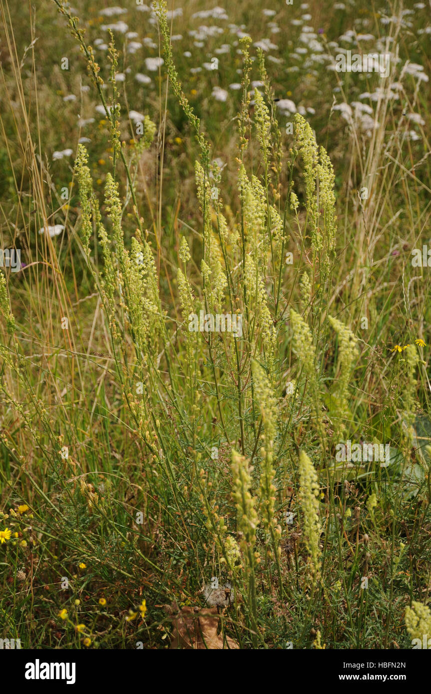 Reseda luteola, Yellow mignonette Stock Photo - Alamy