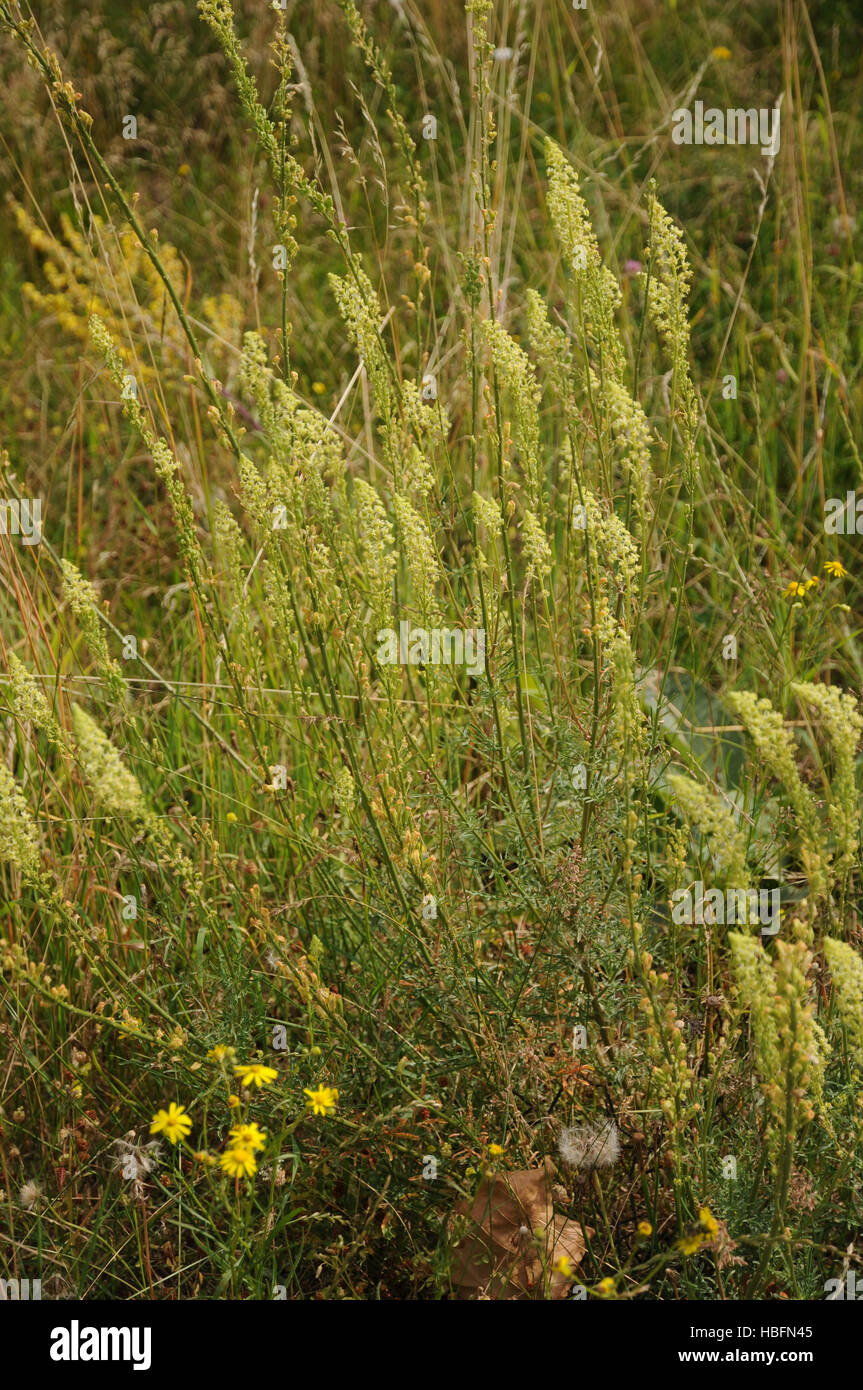 Reseda luteola, Yellow mignonette Stock Photo - Alamy