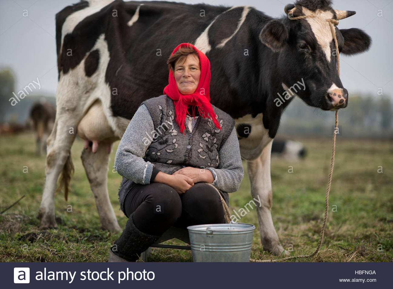 Milking The Cow Stock Photos & Milking The Cow Stock Images - Alamy