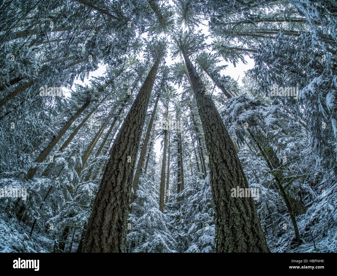 A fisheye view looking up at a winter forest Stock Photo - Alamy