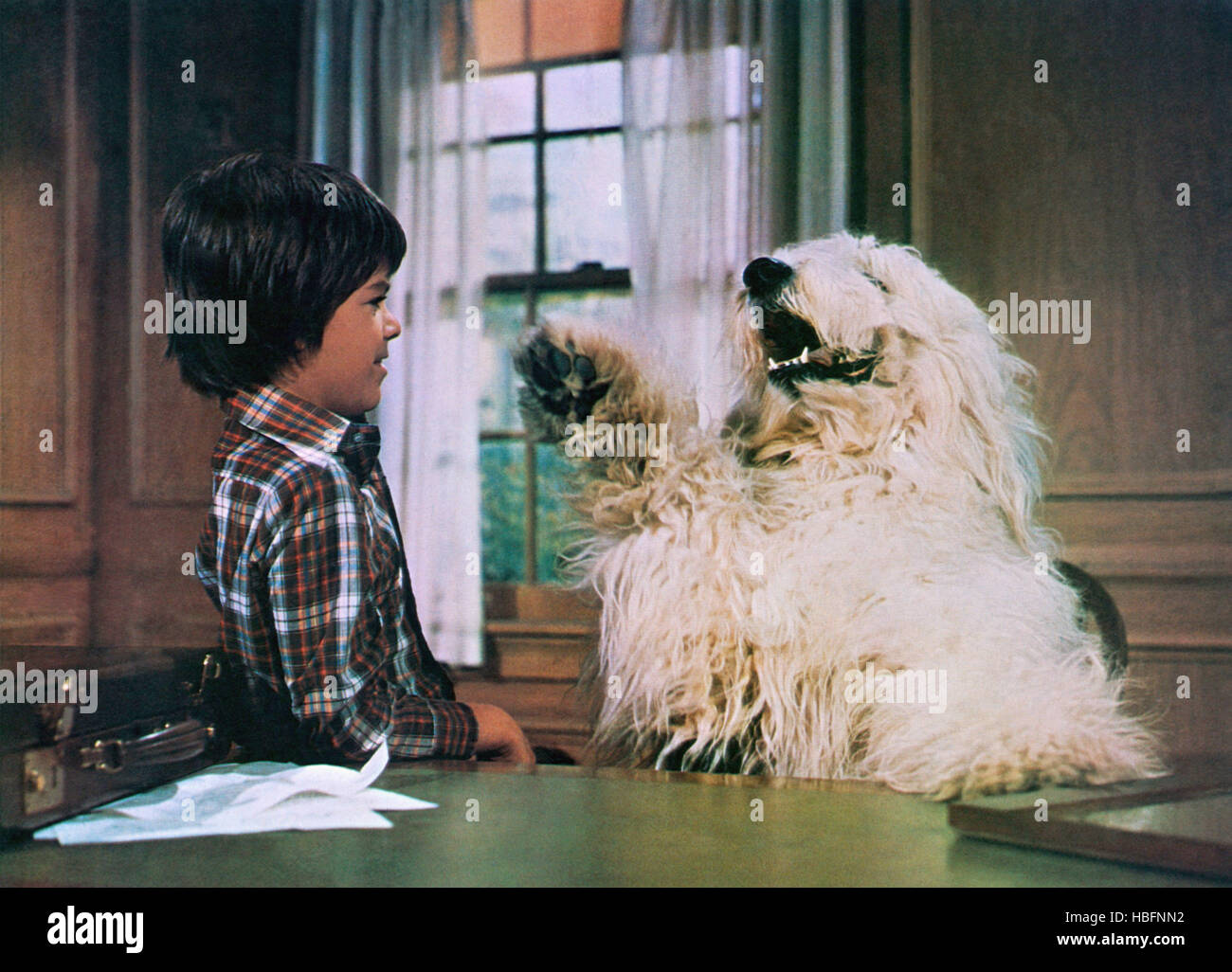 THE SHAGGY D.A., Shane Sinutko, 1976 Stock Photo - Alamy
