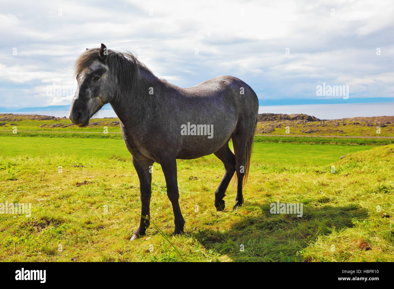 Farmer gray horse Stock Photo - Alamy