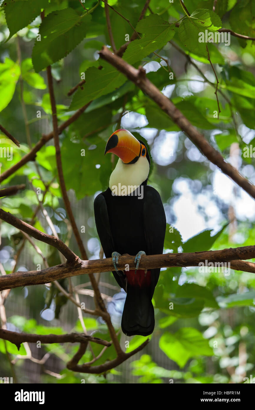 Toco toucan in zoo of exotic birds Stock Photo - Alamy