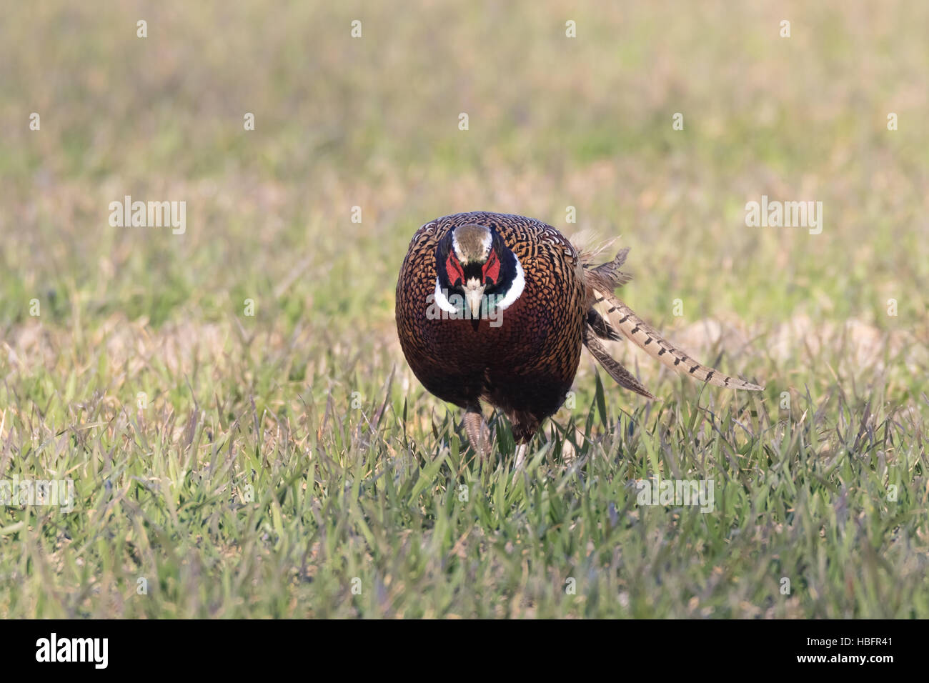 Pheasant in a field Stock Photo - Alamy