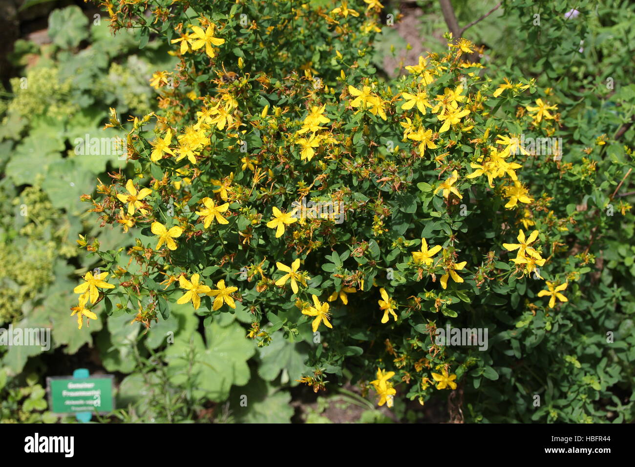 Hypericum perforatum seed hi-res stock photography and images - Alamy