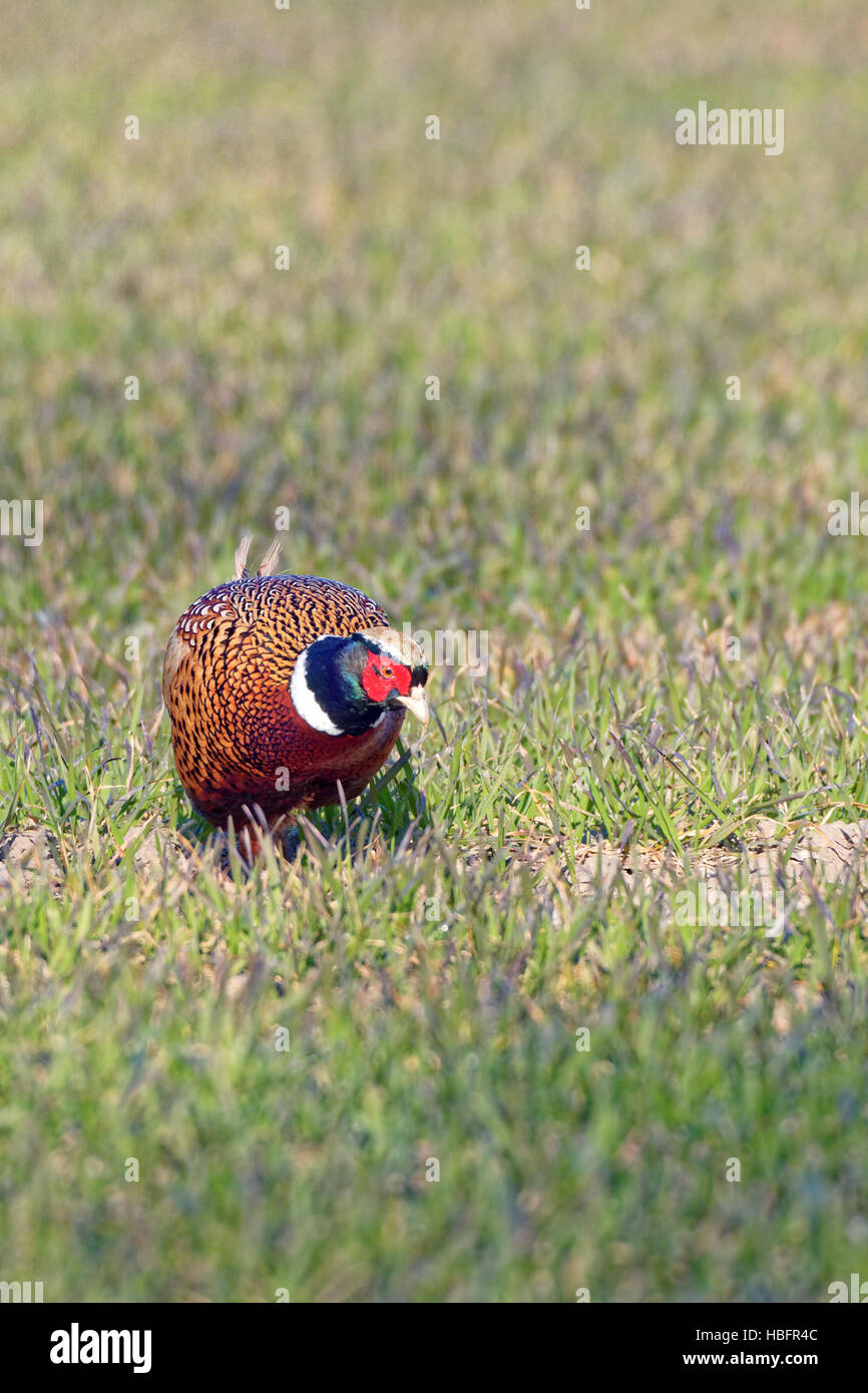 Pheasant in a field Stock Photo - Alamy