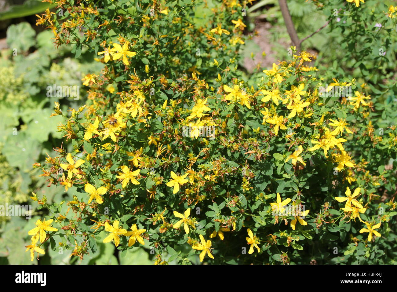 Hypericum perforatum seed hi-res stock photography and images - Alamy