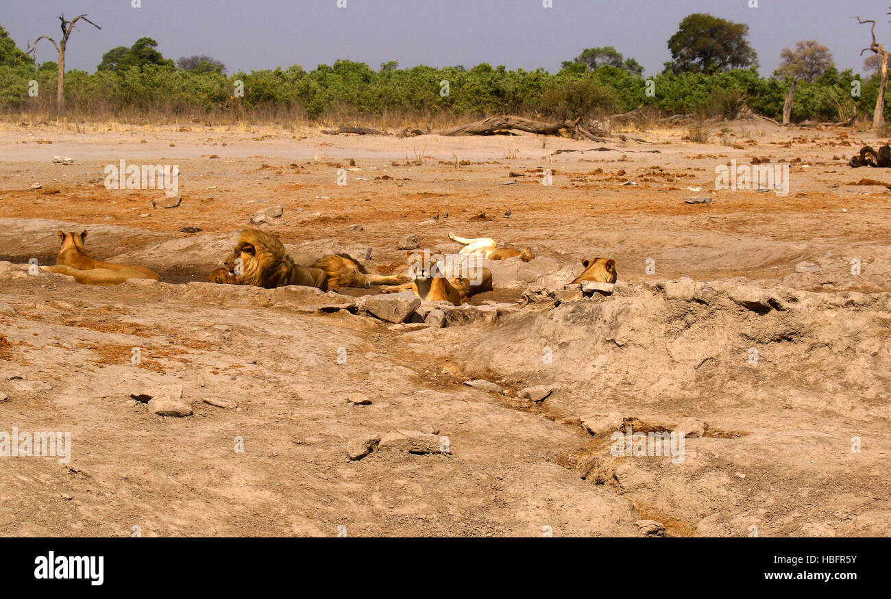 Lions, our regal predator of the African savanna Stock Photo - Alamy