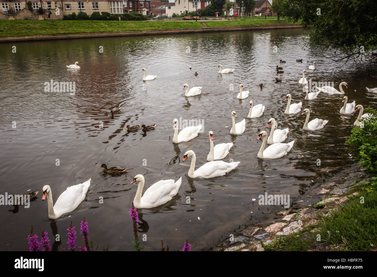 Devon exe river swan hi-res stock photography and images - Alamy