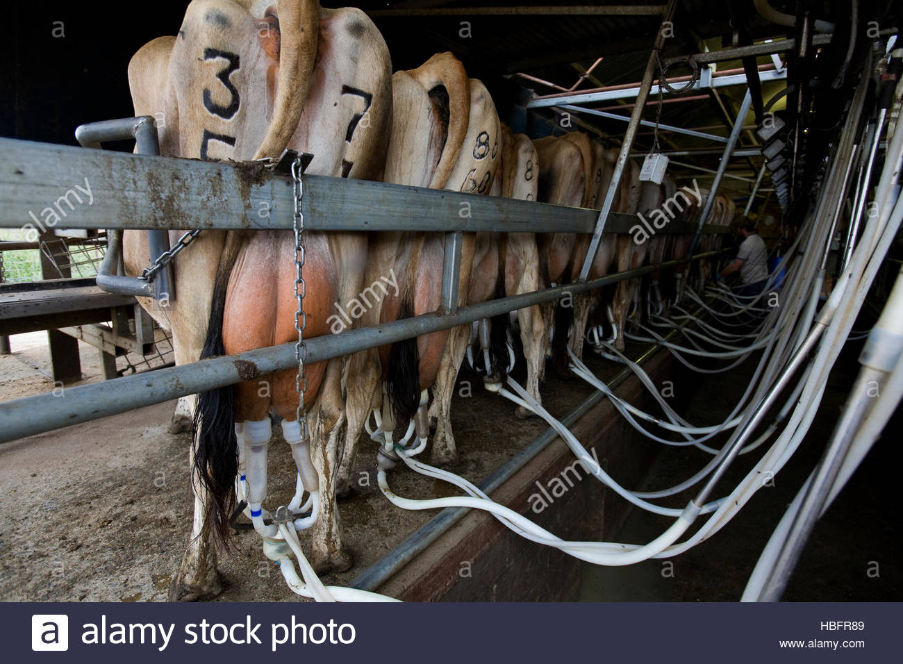 Milking The Cows Stock Photos & Milking The Cows Stock Images - Alamy