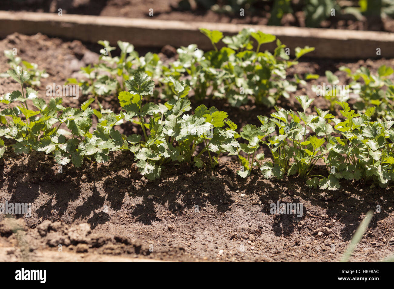 Cilantro grow hi-res stock photography and images - Alamy