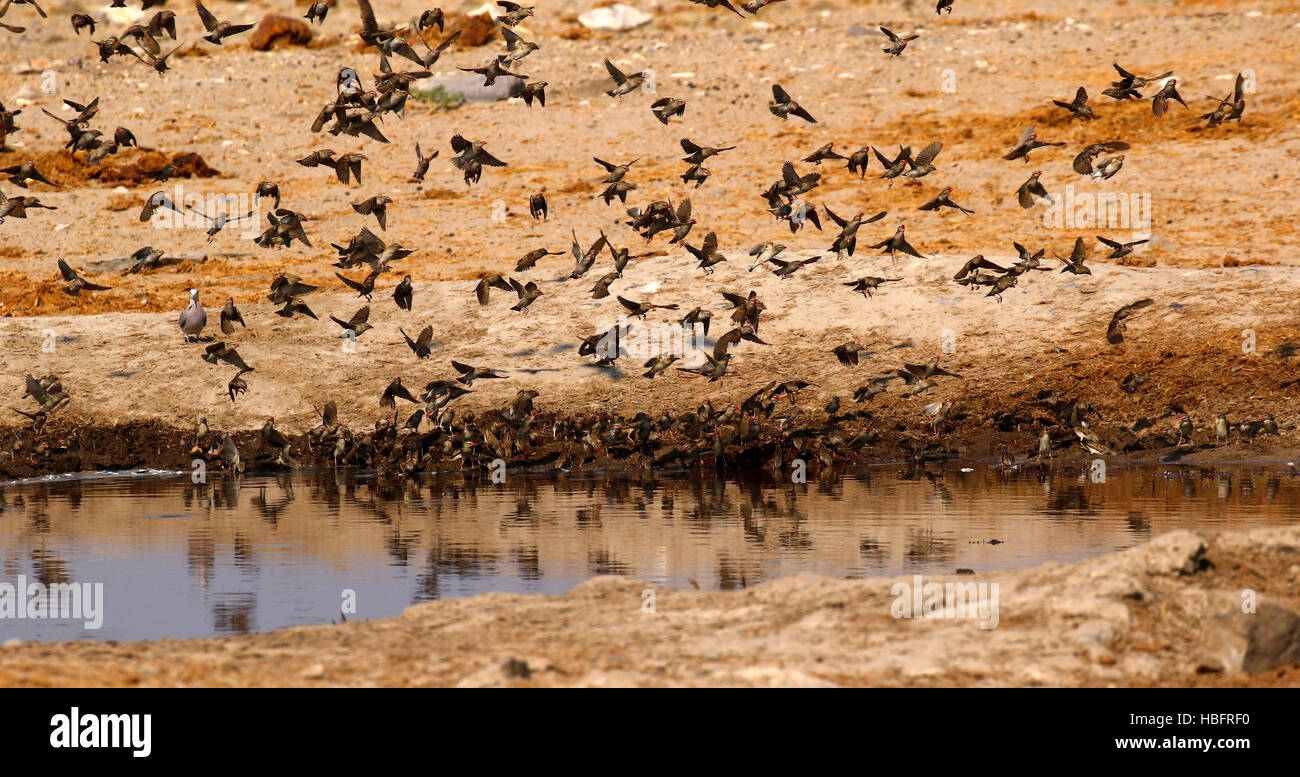 A huge flock of birds, Doves & Sand Grouse fly in to drink at a water ...