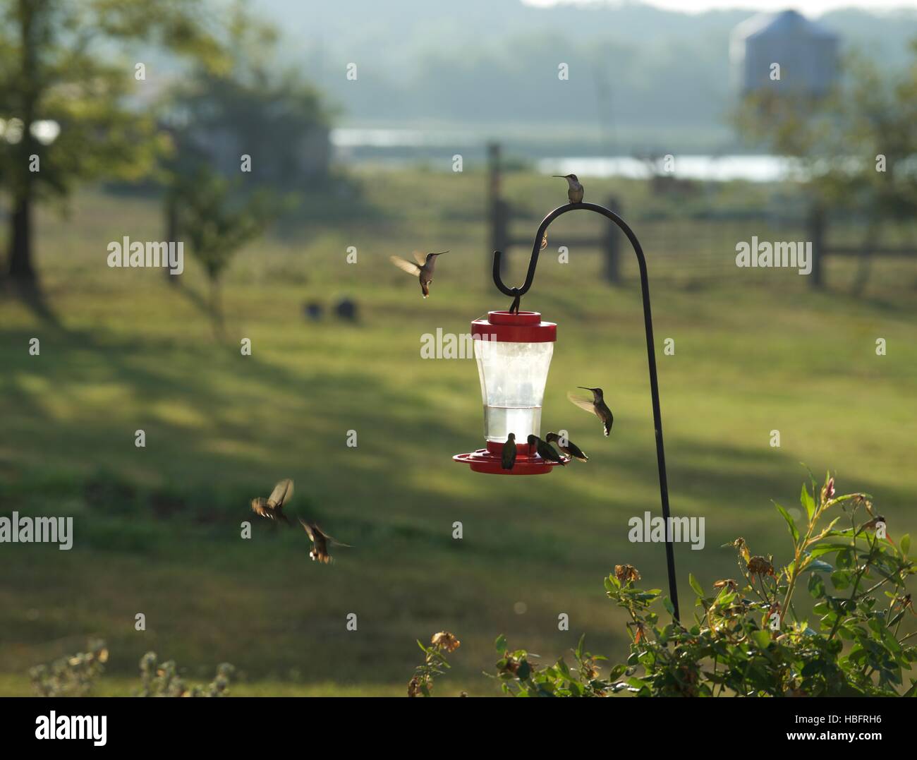 landscape photo of multiple hummingbirds circling a hummingbird feeder ...