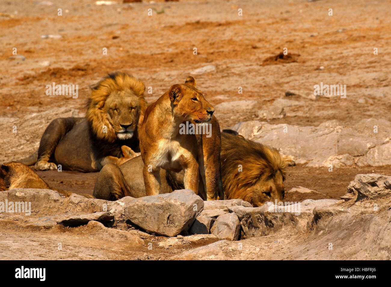 Lions, our regal predator of the African savanna Stock Photo - Alamy