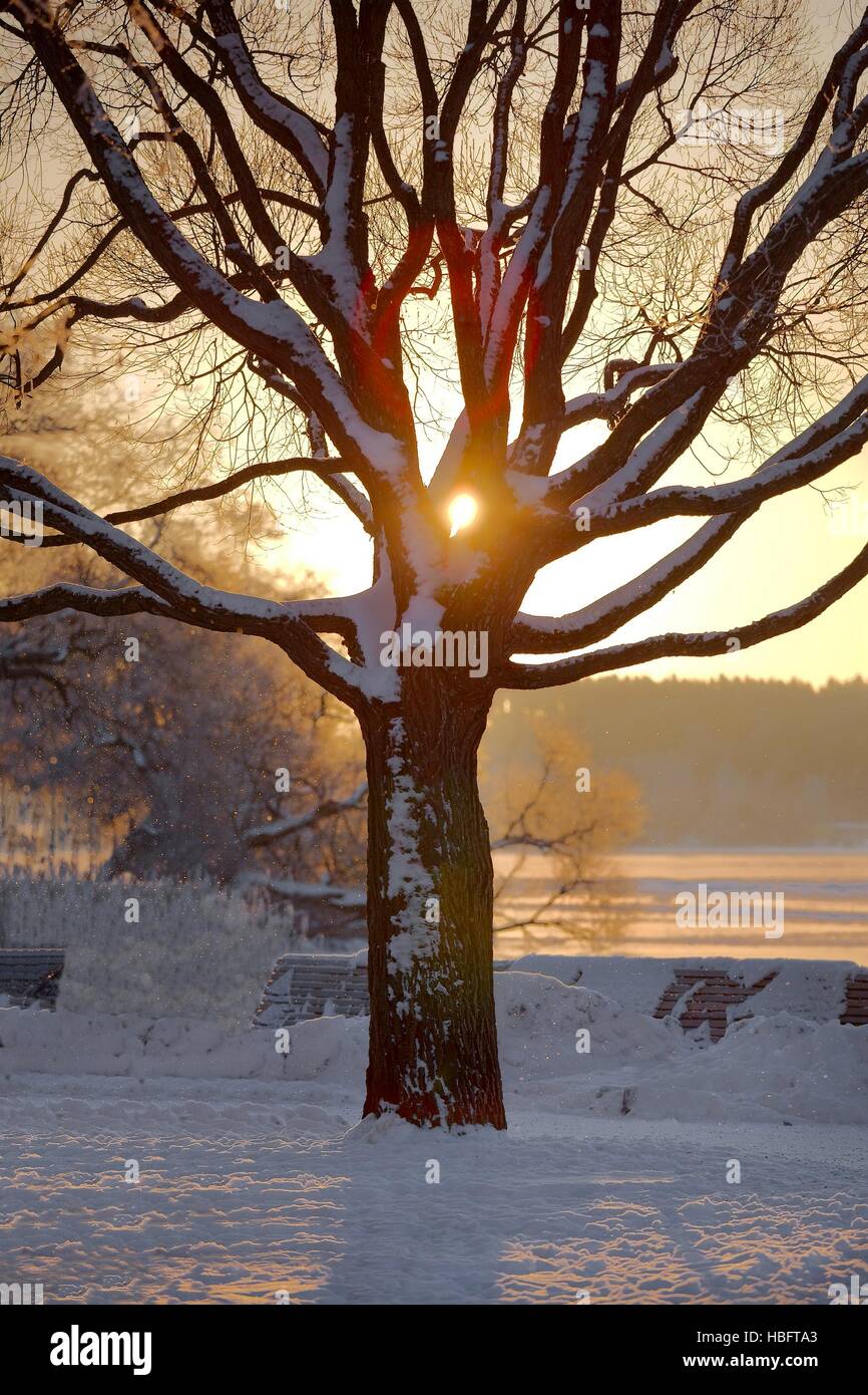 Winter tree sunset Stock Photo - Alamy