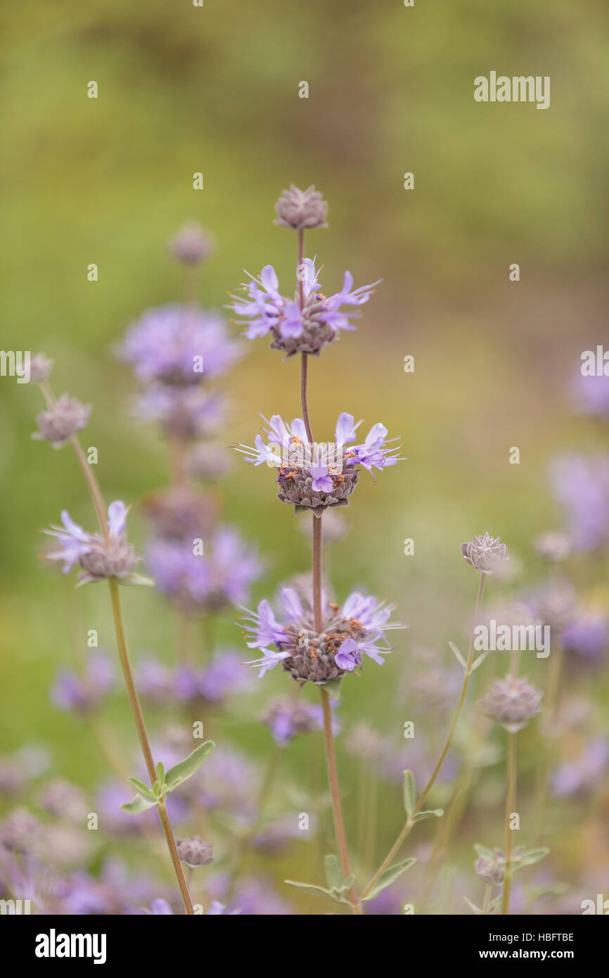 Cleveland sage plant Salvia clevelandii Stock Photo - Alamy