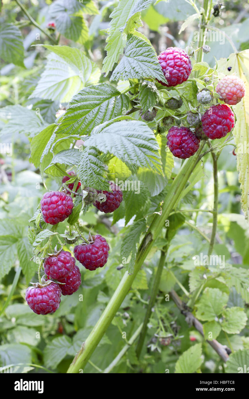Raspberry bush hi-res stock photography and images - Alamy