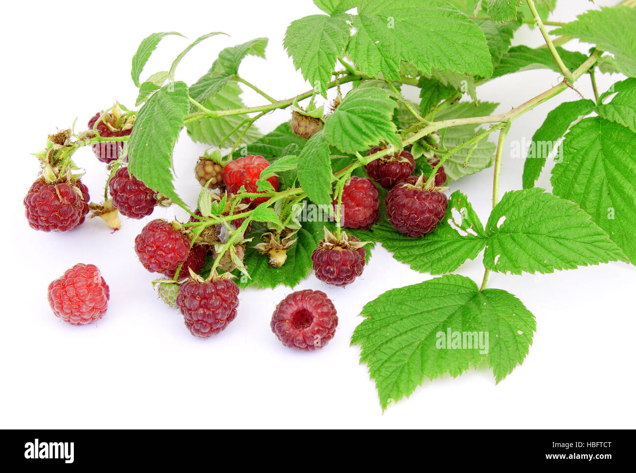 Raspberry berries on branch hi-res stock photography and images - Alamy