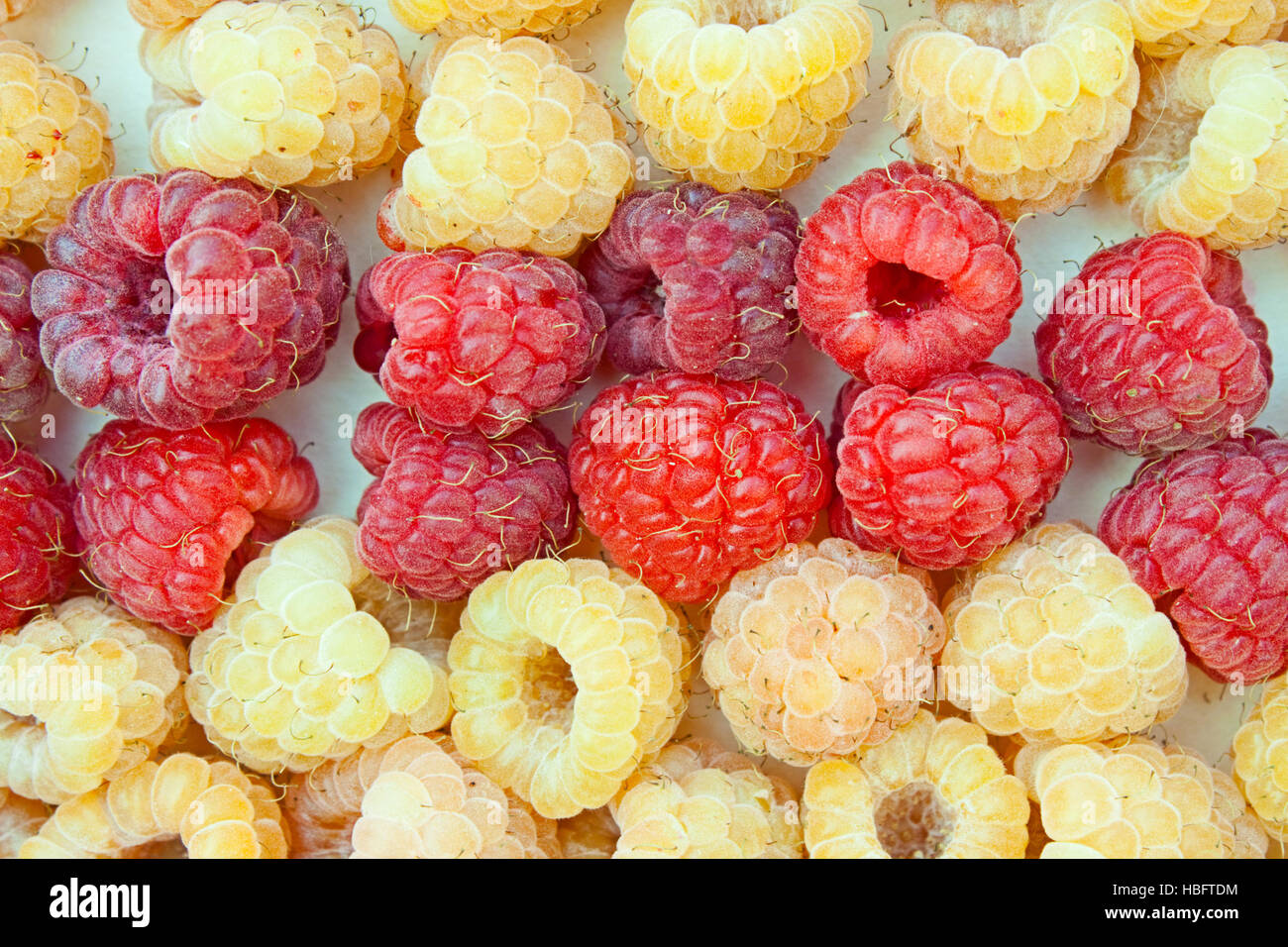 Two grades of a raspberry - red and yellow Stock Photo - Alamy