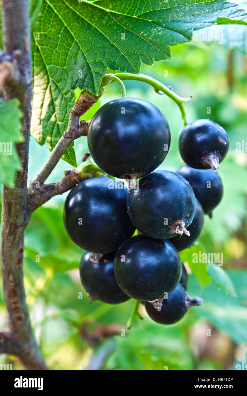 Abundance berries hi-res stock photography and images - Alamy