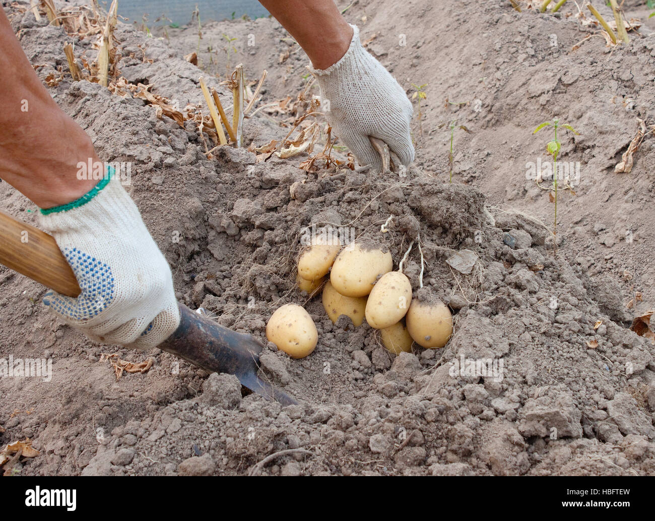Dig potato hi-res stock photography and images - Alamy