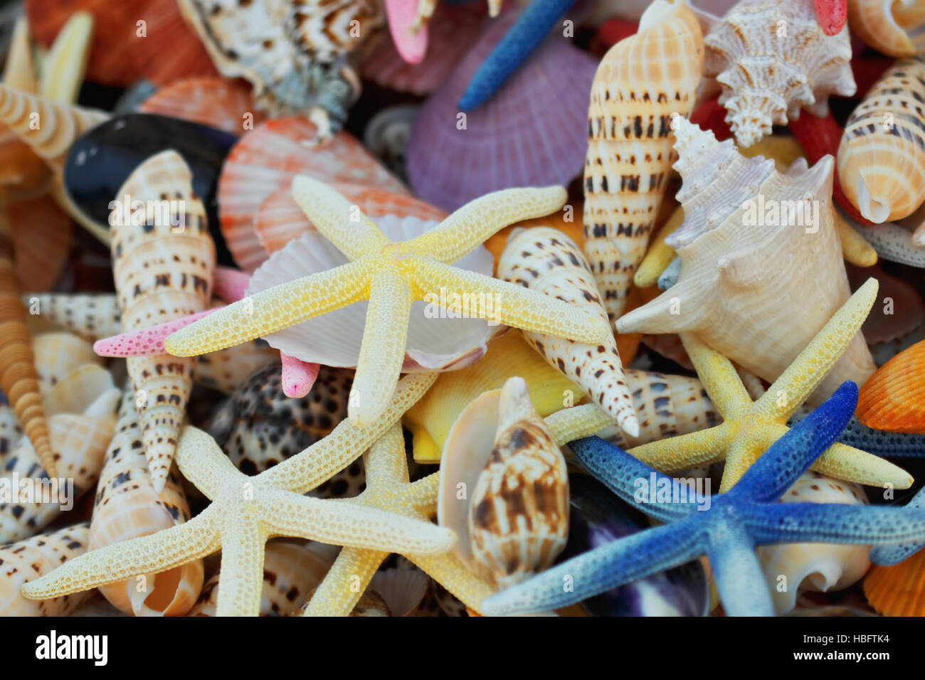 Seashell variations hi-res stock photography and images - Alamy