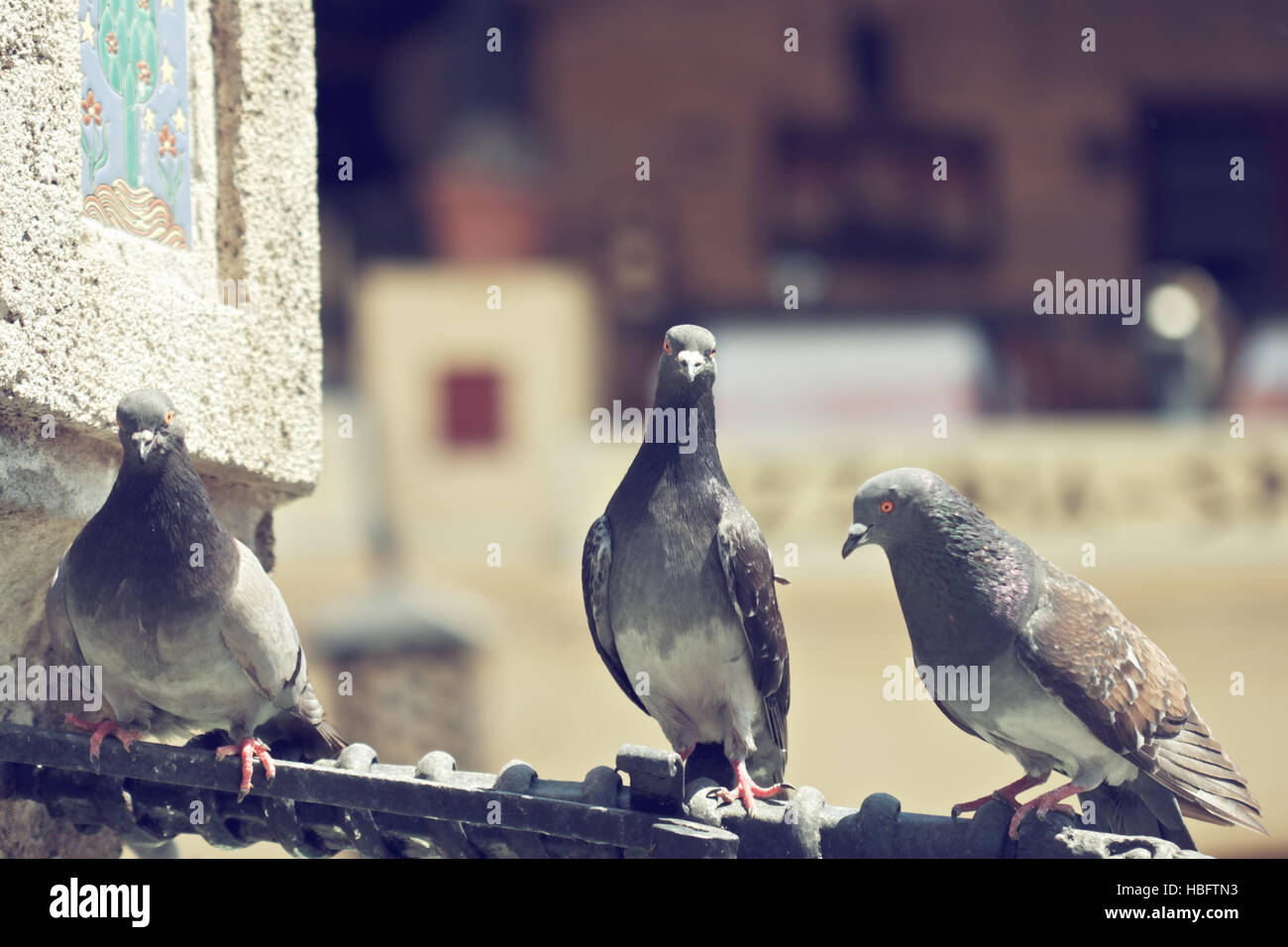 The three pigeons hi-res stock photography and images - Alamy