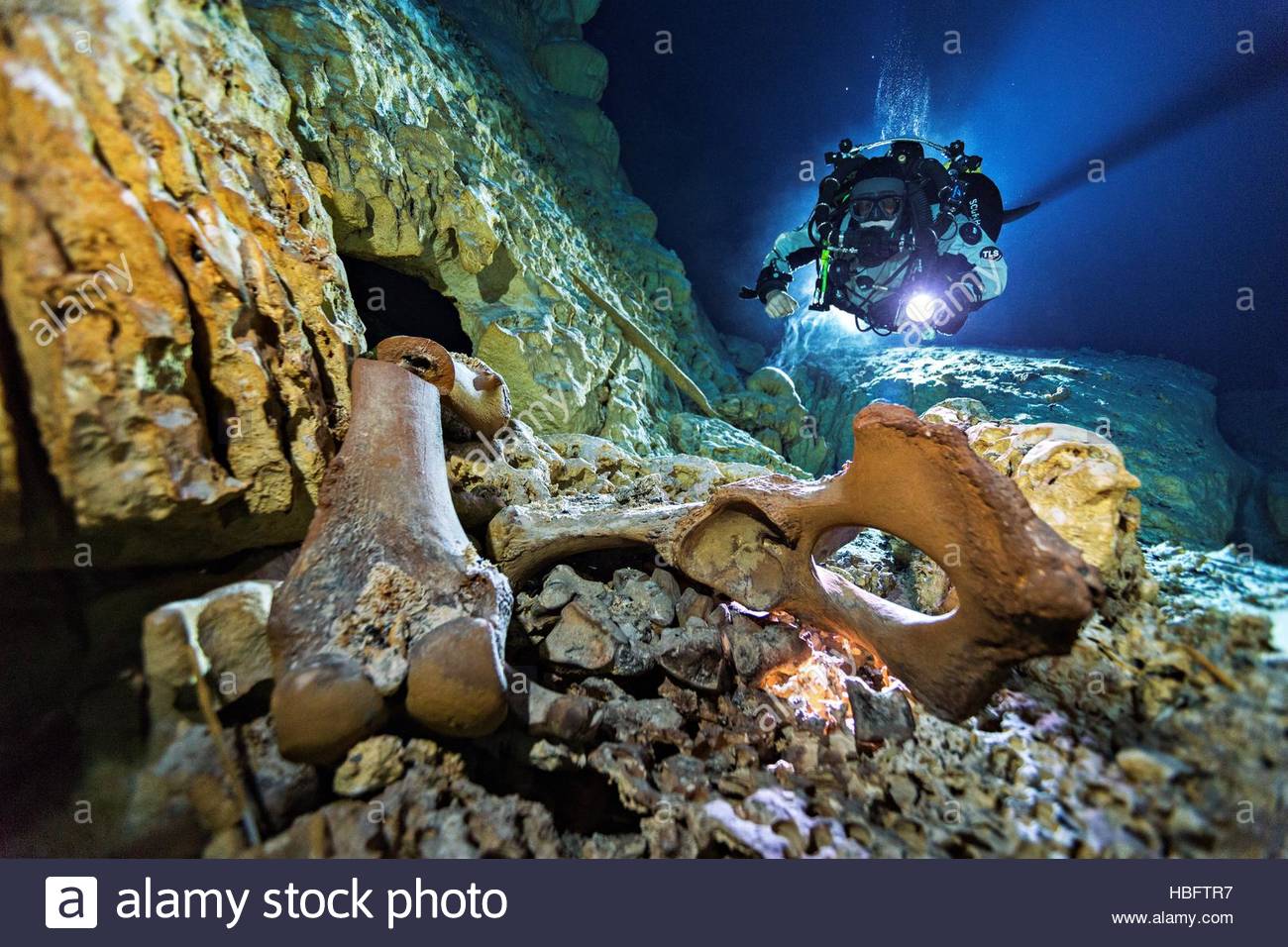 Gomphothere Stock Photos & Gomphothere Stock Images - Alamy