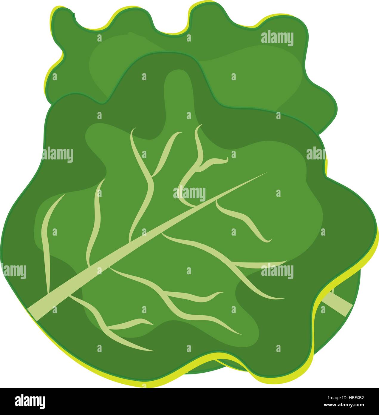 Fresh and green lettuce graphic design over white background,vector ...