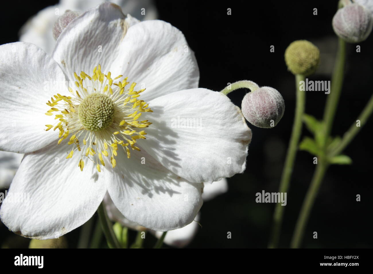 white flower, anemone Stock Photo - Alamy