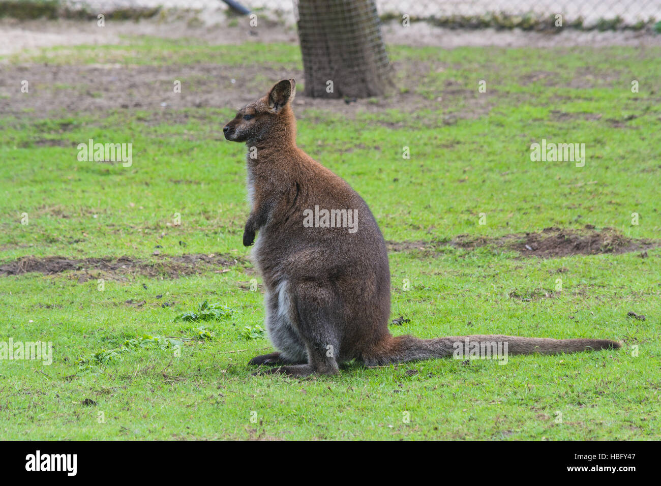 Kangaroo in its natural habitat Stock Photo - Alamy