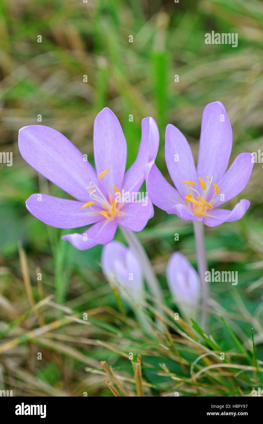 two open autumn crocus flowers Stock Photo - Alamy