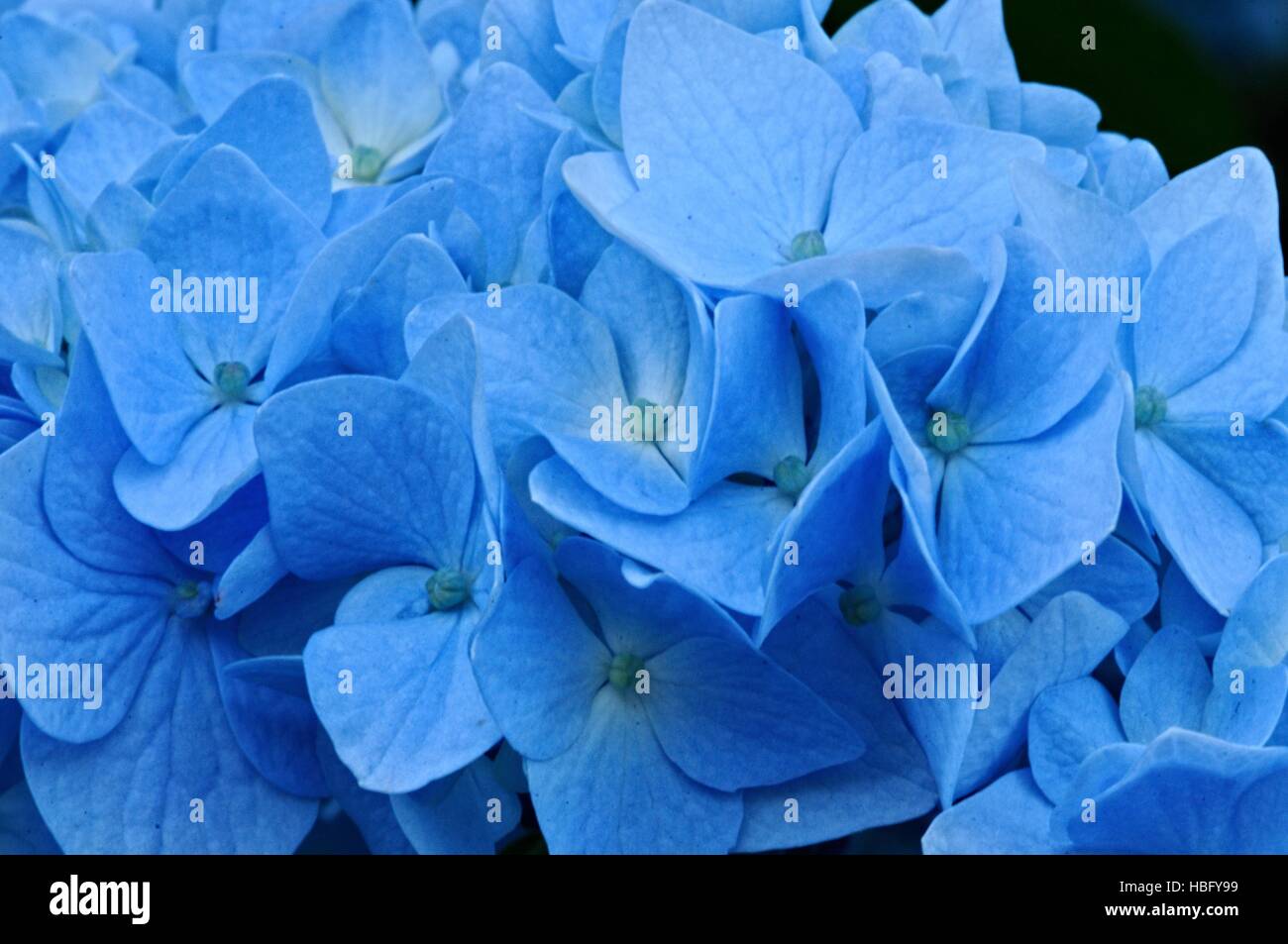 open flowers of blue hydrangea Stock Photo - Alamy