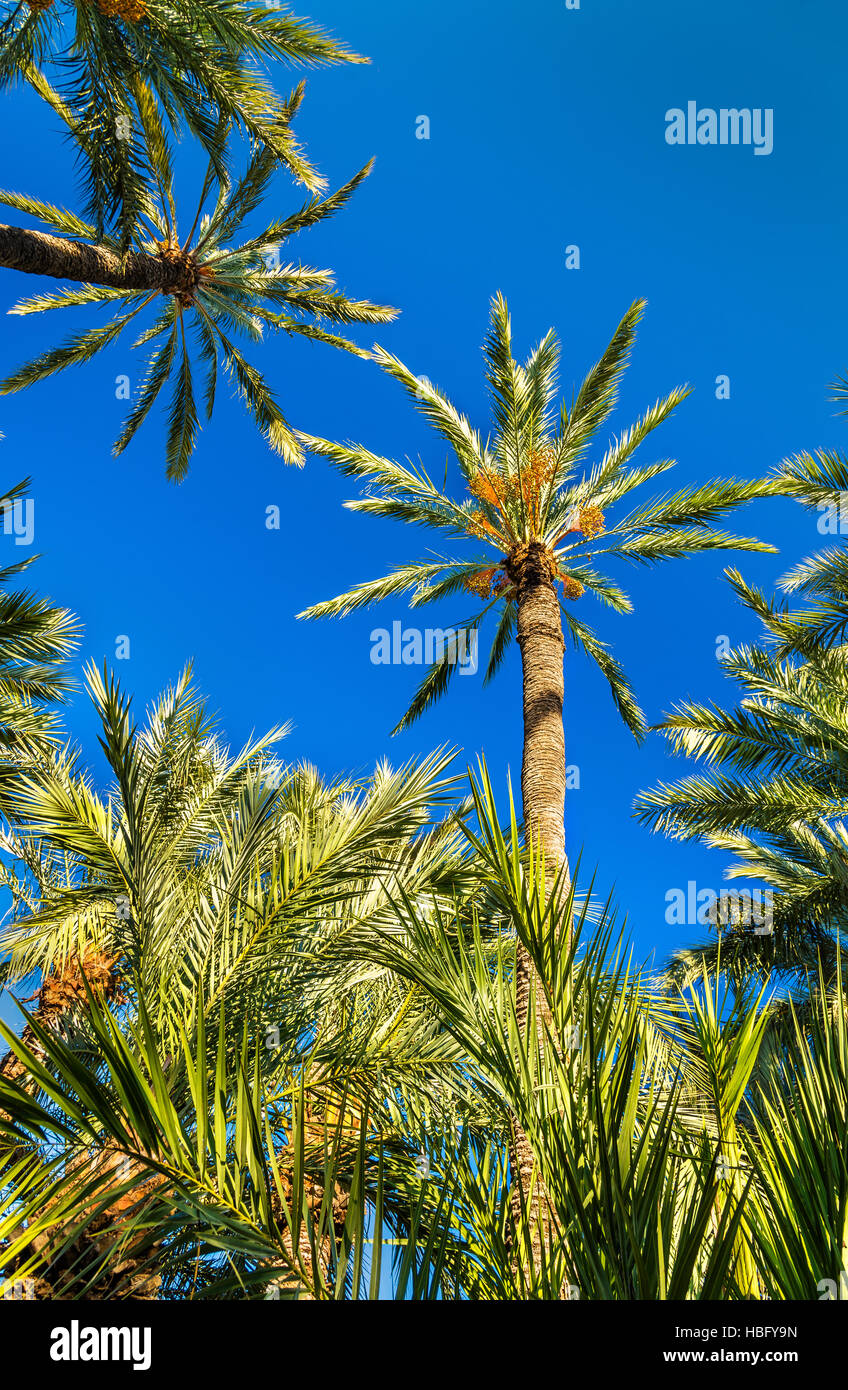 The Palmeral of Elche, Spain, one of the largest in the world. UNESCO ...