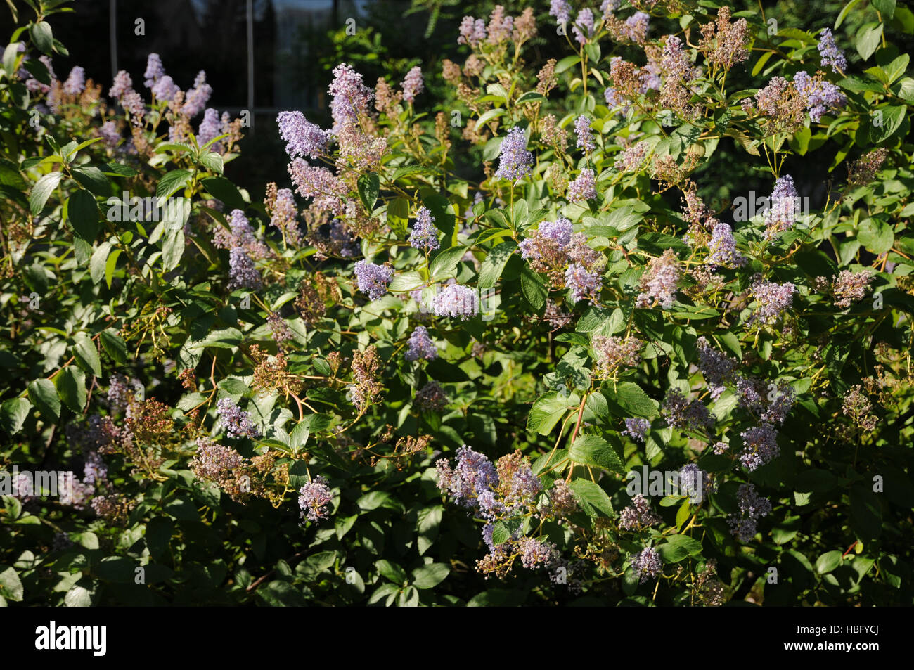 Ceanothus americanus, Califonia lilac Stock Photo - Alamy