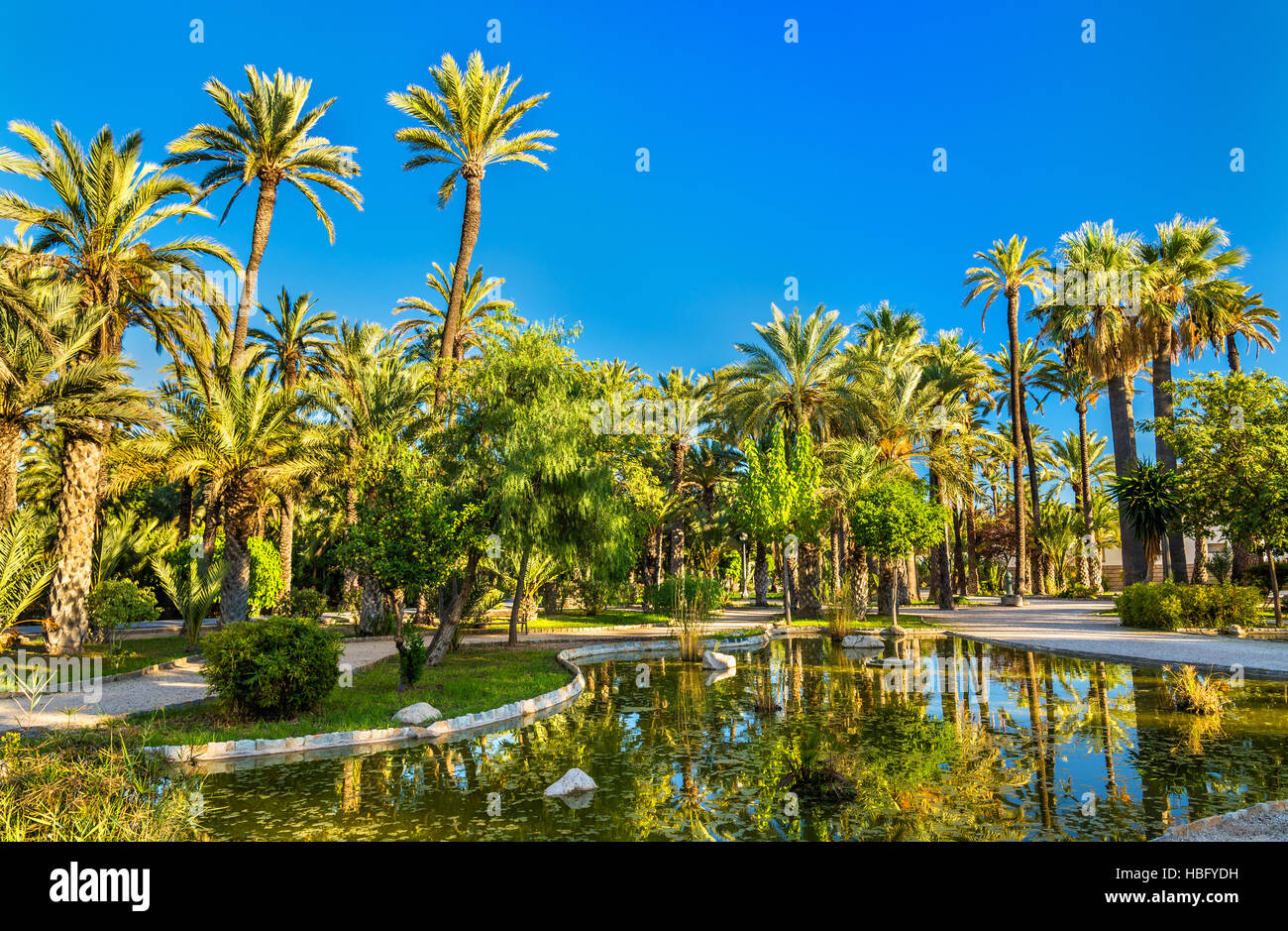 The Palmeral of Elche, Spain, one of the largest in the world. UNESCO ...