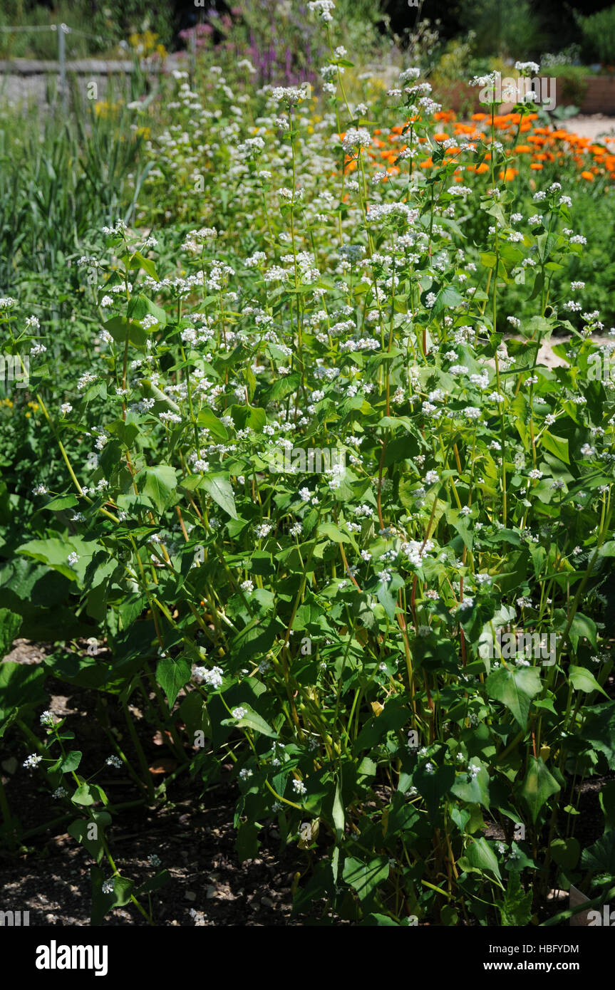Fagopyrum esculentum, Buckwheat Stock Photo - Alamy