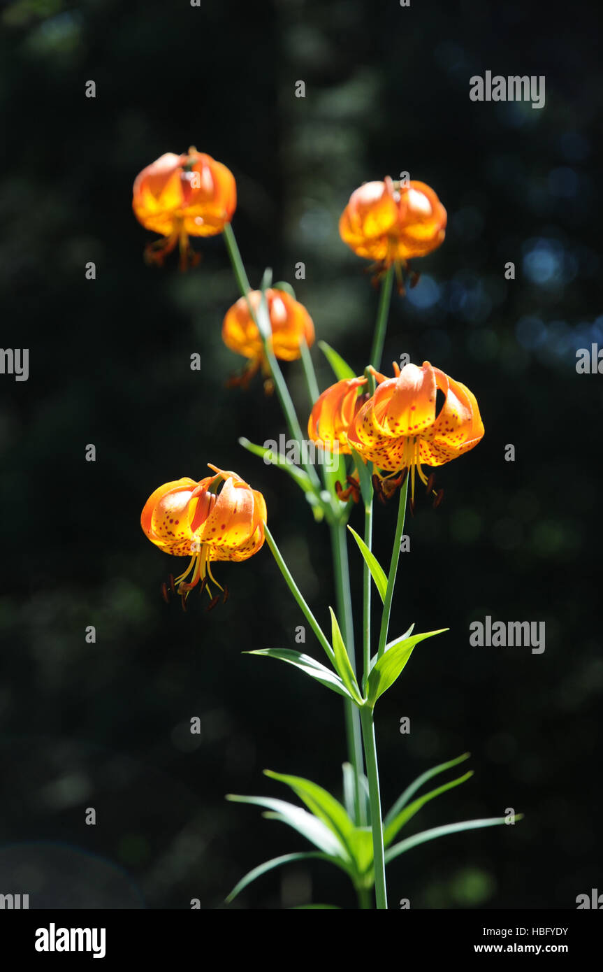Lilium michiganense, Michigan lily Stock Photo - Alamy