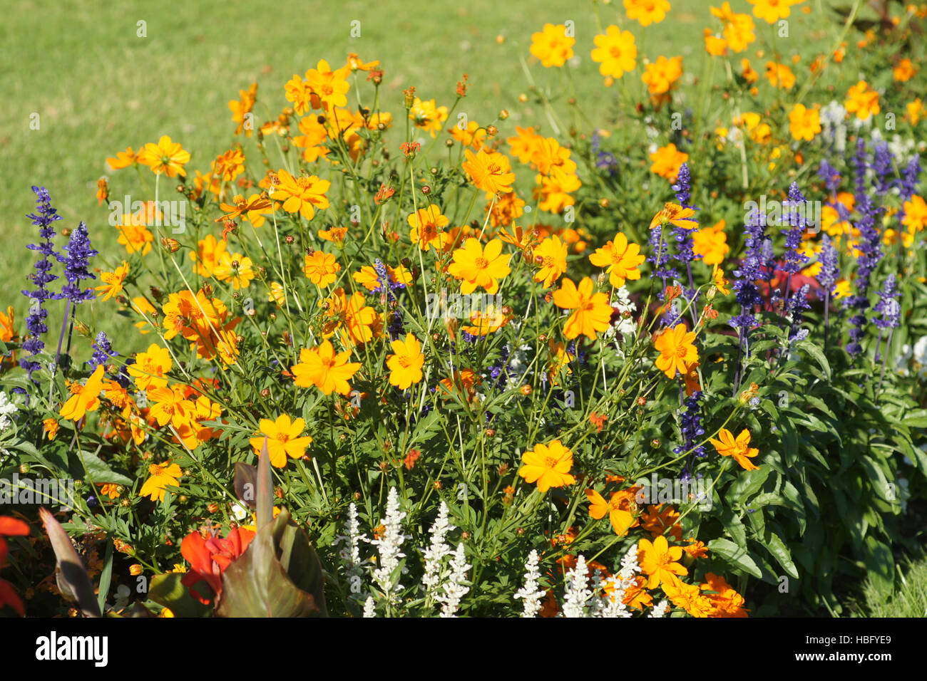 Coreopsis lanceolata, Lance-leaved tickseed Stock Photo - Alamy