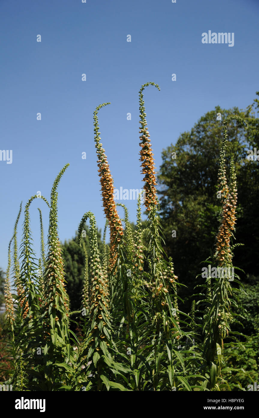 Digitalis ferruginea, Rusty foxglove Stock Photo - Alamy