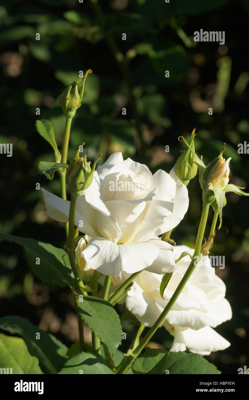 Pascali rose hi-res stock photography and images - Alamy