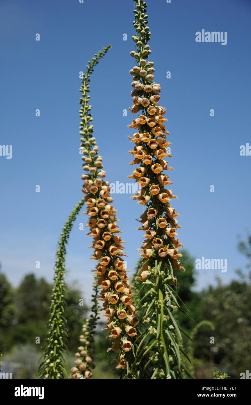 Digitalis ferrugineum hi-res stock photography and images - Alamy